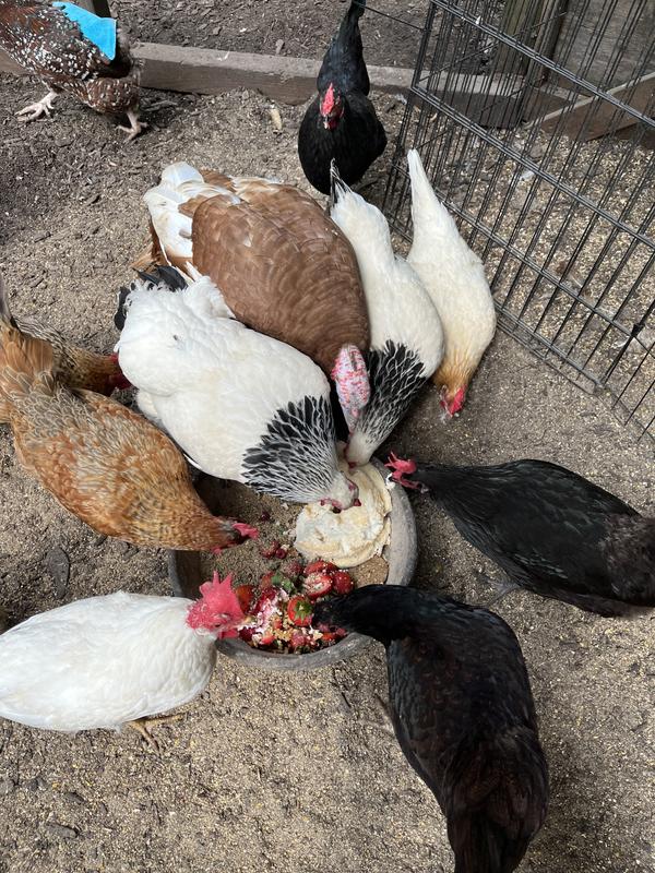 NUTRENA Country Feeds Duck & All Flock Starter Crumble Poultry Feed, 50 ...