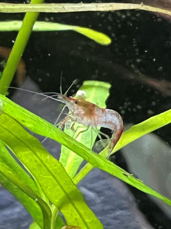 FLUVAL Fl Bug Bites Shrimp Formula Shrimp Food, 1.05-oz - Chewy.com