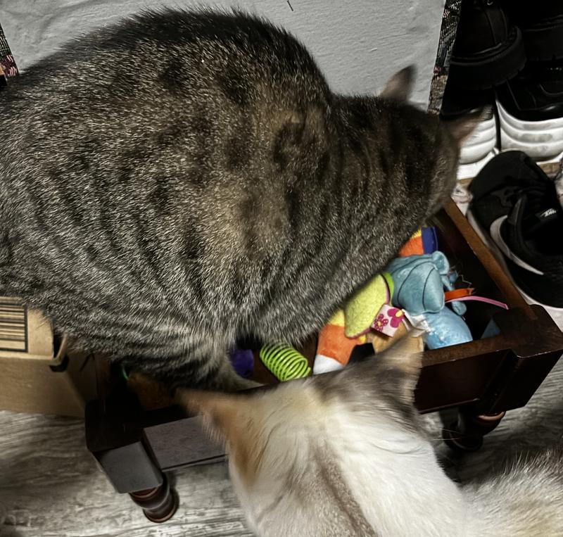 FRISCO Halloween Spring, Moppy Ball & Plush Variety Pack Cat Toy with ...