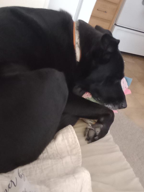 NUTRAMAX Denamarin for Liver Health Tablets for Large Dogs, 30 count ...