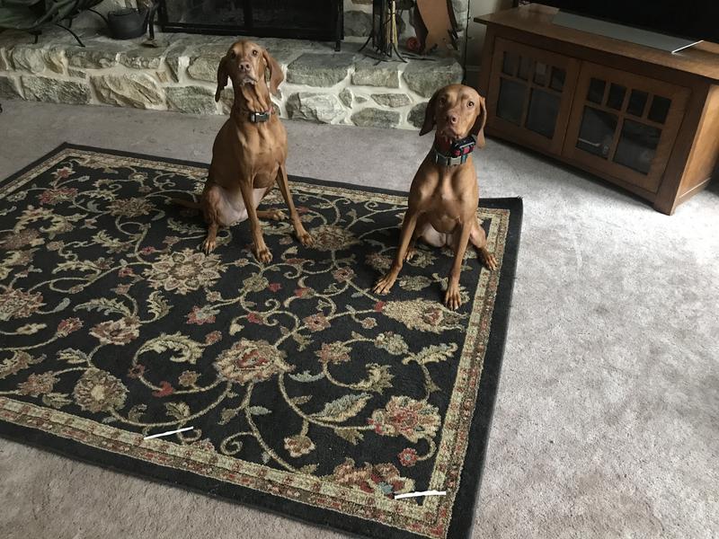 BONES & CHEWS 5" Compressed Rawhide Twist Sticks Dog Treats, 100 count ...