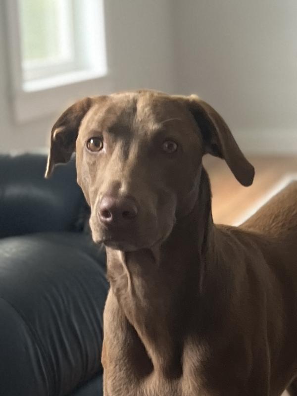 NINA OTTOSSON BY OUTWARD HOUND Puppy Smart Dog Toy, Orange - Chewy.com