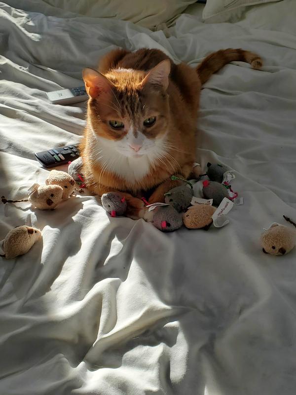 SMARTYKAT Skitter Critters Value Pack Catnip Cat Toys, 10 count - Chewy.com SMARTYKAT Skitter Critters Value Pack Catnip Cat Toys, 10 count - Chewy.com