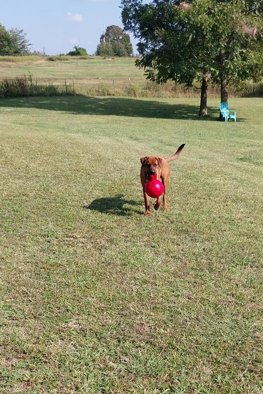 JOLLY PETS Tug-n-Toss Dog Toy, Red, 10-in - Chewy.com