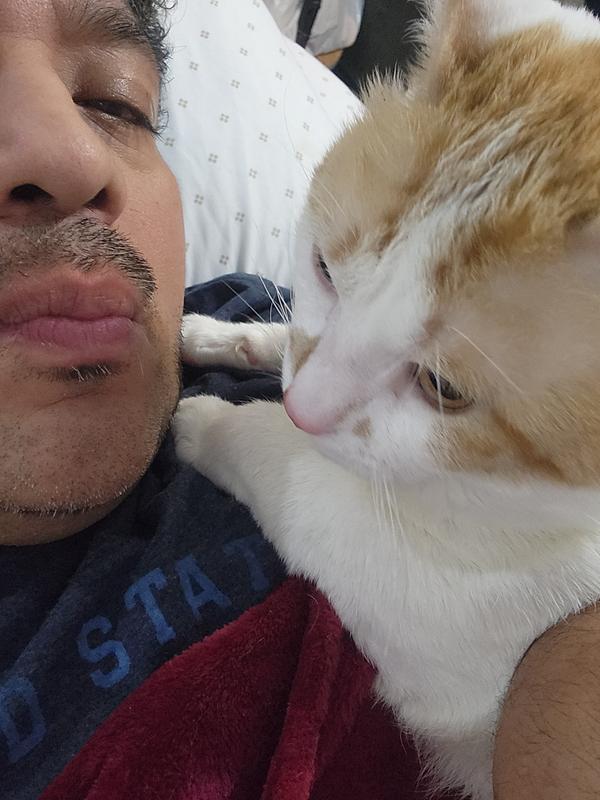 SENTRY PurrScriptions Plus Flea & Tick Shampoo for Cats, 12-oz bottle ...