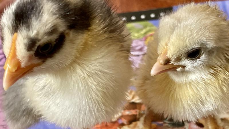 KALMBACH FEEDS Chickhouse Reserve Extraordinary 18% Protein Chick ...