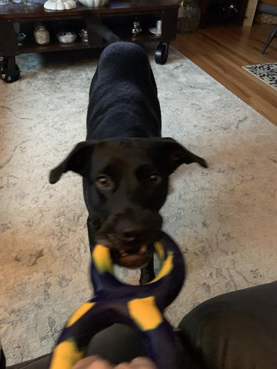 GOUGHNUTS Tug Dog Toy, 9-in, Orange - Chewy.com