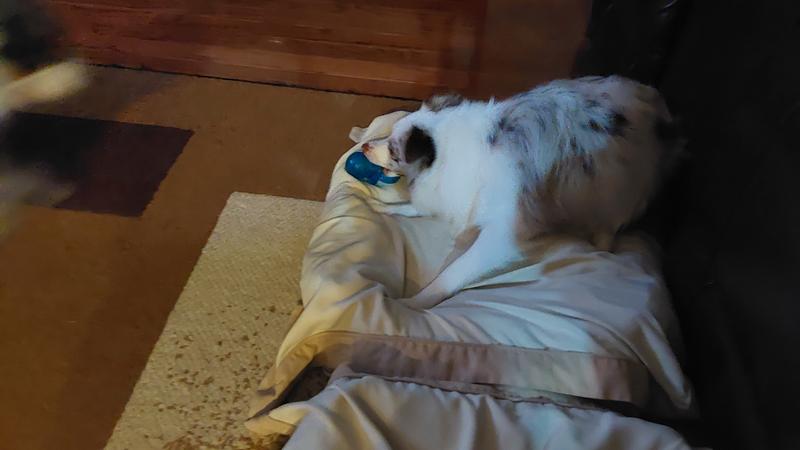 FOUFIT Paci Chew Pacifier Squeaky Dog Toy, Blue, Large - Chewy.com