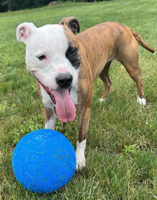 THE VIRTUALLY INDESTRUCTIBLE BALL Dog Toy, Color Varies, 14-in - Chewy.com