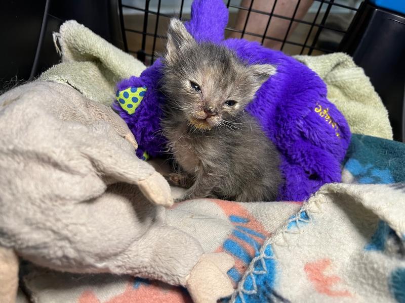 CATSTAGES Purr Pillow Cat Plush Toy - Chewy.com