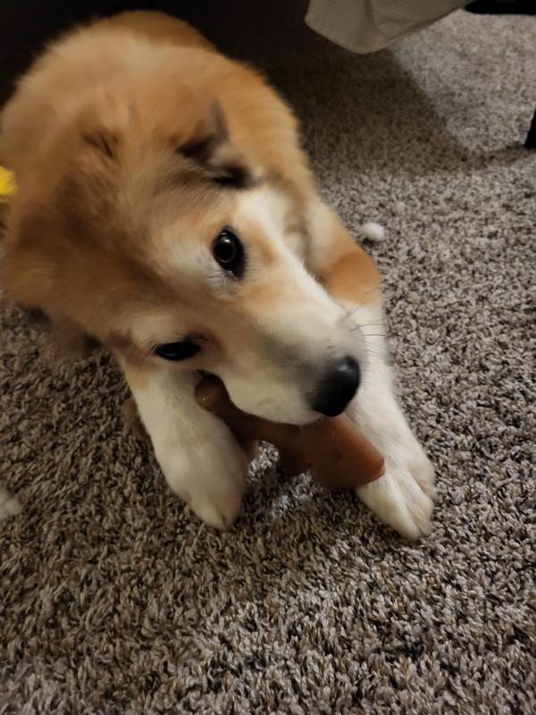 BENEBONE Fishbone Dog Chew Toy, Medium - Chewy.com