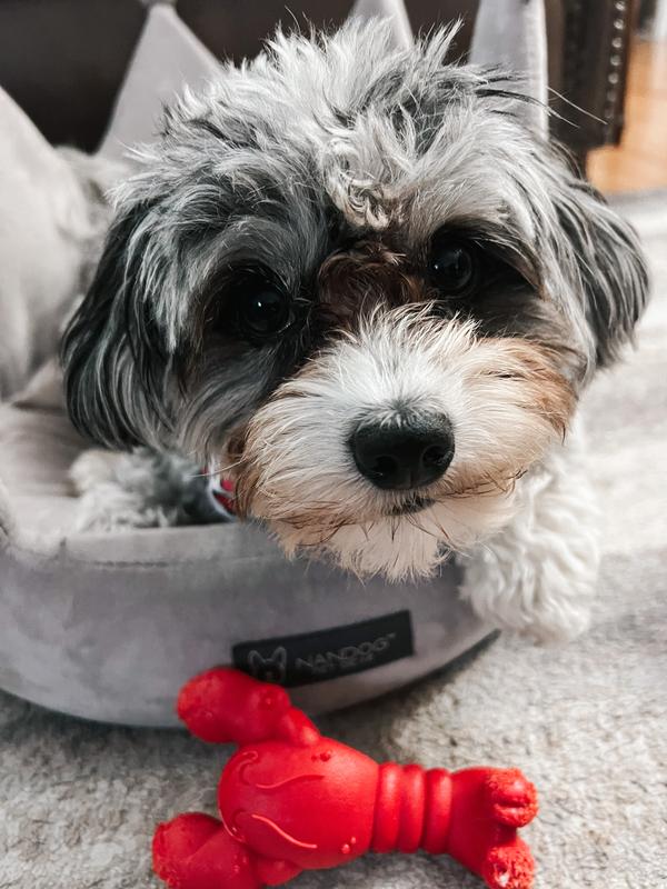 NYLABONE Power Chew Lobster Dog Toy Filet Mignon, X-Large - Chewy.com