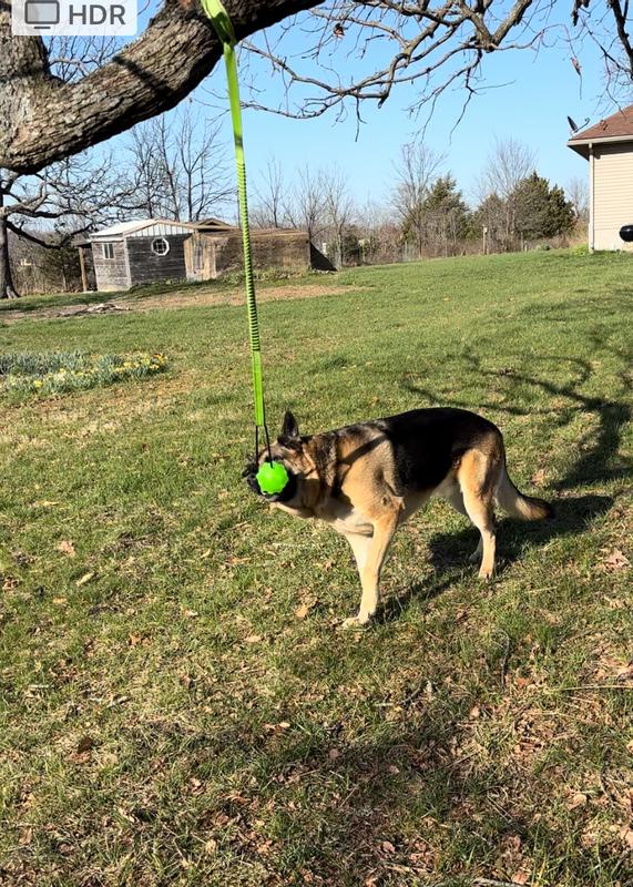 JOLLY PETS Tree Tugger Rope Tug Dog Toy - Chewy.com