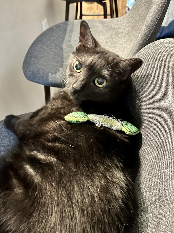 CATSTAGES Fresh Breath Mint Stick Cat Chew Toy - Chewy.com