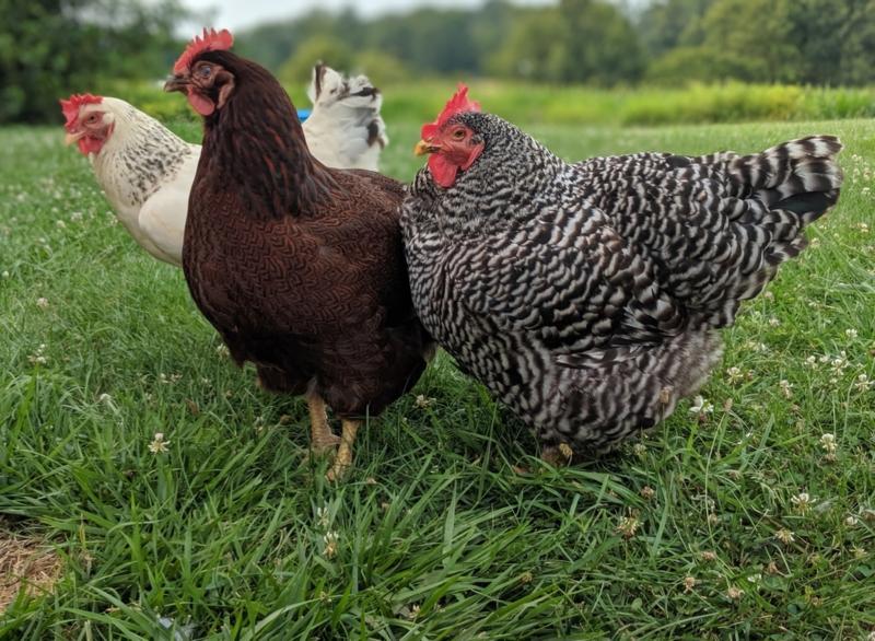 NUTRENA NatureWise Nourishing Layer 18% Protein Bits Chicken Feed, 30 ...