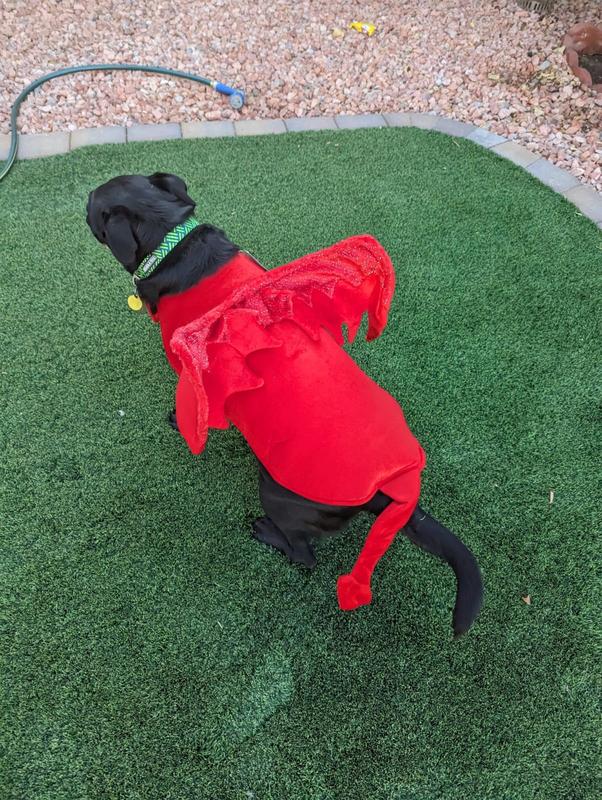 FRISCO My Little Devil Dog & Cat Costume Accessory, X-Large/XX-Large ...