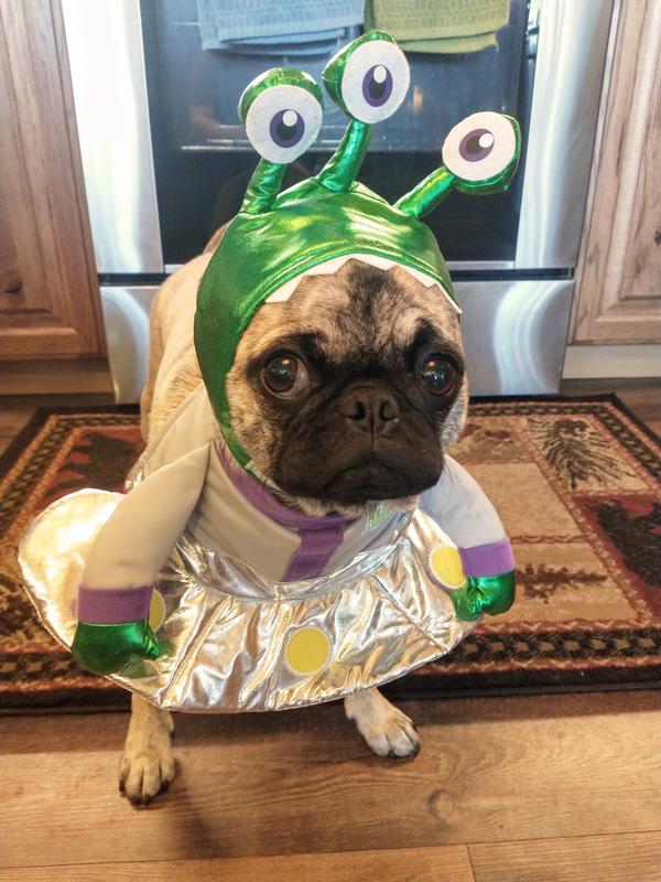 FRISCO Front Walking Alien Dog & Cat Costume, Small - Chewy.com
