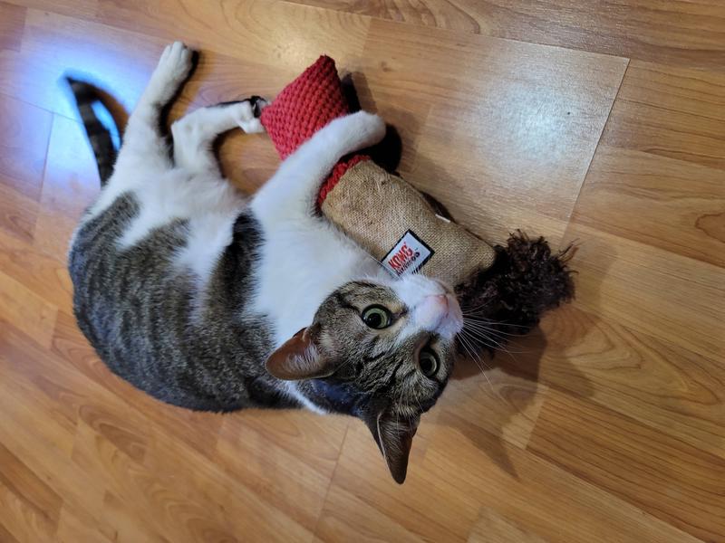 KONG Kickeroo Cuddler Cat Toy, Color Varies - Chewy.com