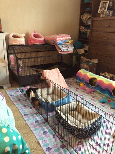 Discontinued - OXBOW Enriched Life Small Animal Cage with Play Yard, X ...