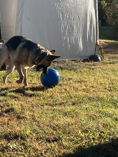 THE VIRTUALLY INDESTRUCTIBLE BALL Dog Toy, Color Varies, 14-in - Chewy.com