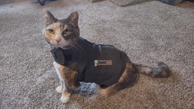 THUNDERSHIRT Anxiety Vest for Cats, Heather Grey, Small - Chewy.com