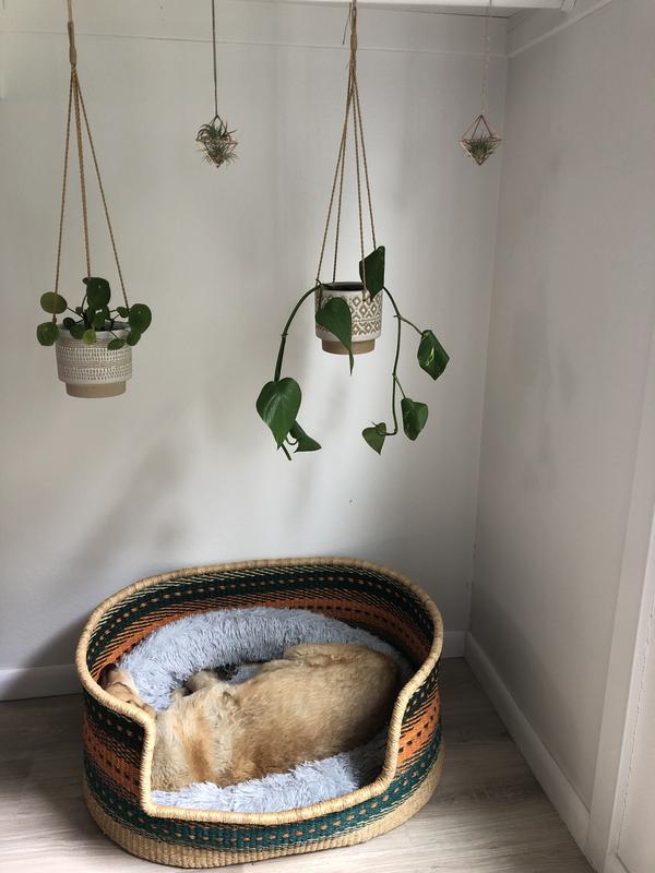 PETAMI Donut Cat & Dog Bed, Light Gray, Medium - Chewy.com