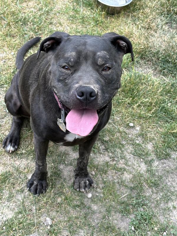 JOLLY PETS Jolly Egg Dog Toy, Yellow, 12-in - Chewy.com