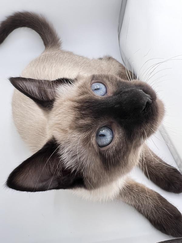 BOXIECAT Extra Strength Odor Control Clumping Clay Cat & Kitty Litter ...