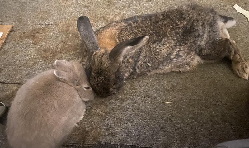 Out of Stock - OXBOW Natural Science Urinary Support Small Animal ...