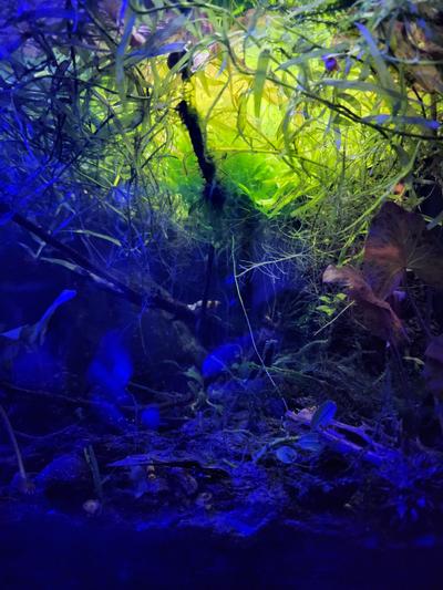 TETRA LED Cube Kit Fish Aquarium, 3-gal - Chewy.com