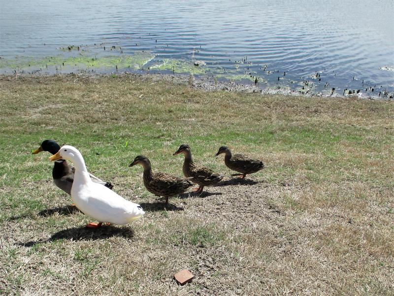 KALMBACH FEEDS All Natural Duck & Goose Food, 50-lb bag, case of 2 ...