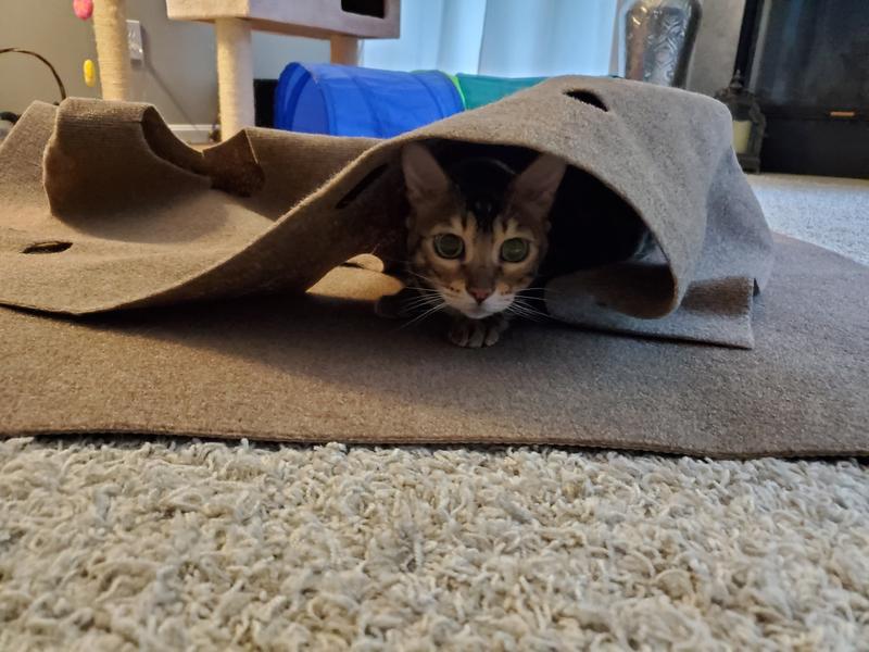 SNUGGLYCAT Ripple Rug Cat Activity Play Mat - Chewy.com