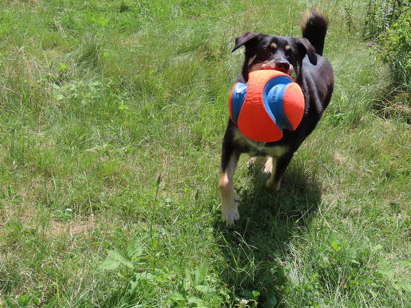 CHUCKIT! Kick Fetch Ball Dog Toy, Large - Chewy.com