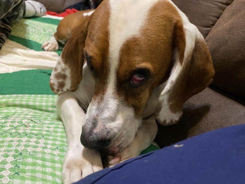 ARTISAN INSPIRED Maple Bacon & Blueberry Flavor Biscuits Dog Treats, 16 ...