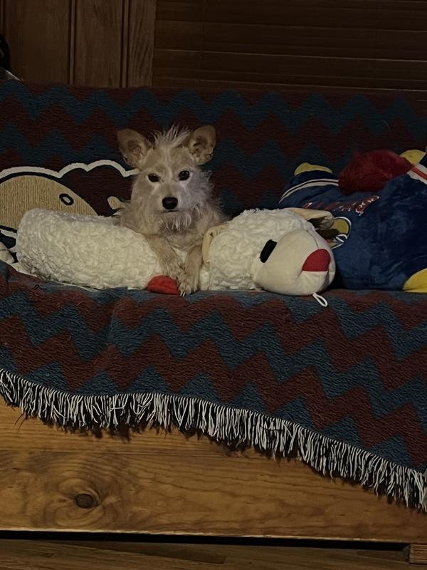 MULTIPET Lamb Chop Bolster Cat & Dog Bed with Removable Cover - Chewy.com