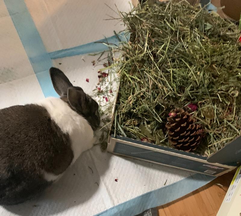 SMALL PET SELECT Gourmet Hay Exclusive Treat Hay, Flowers & Herb Blend ...