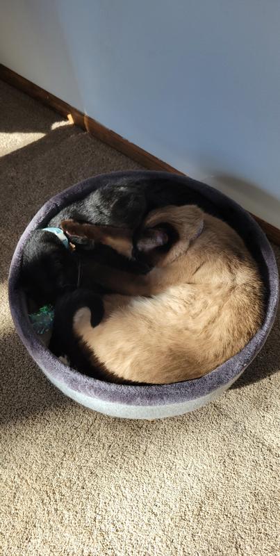 FRISCO Modern Round Elevated Cat Bed - Chewy.com