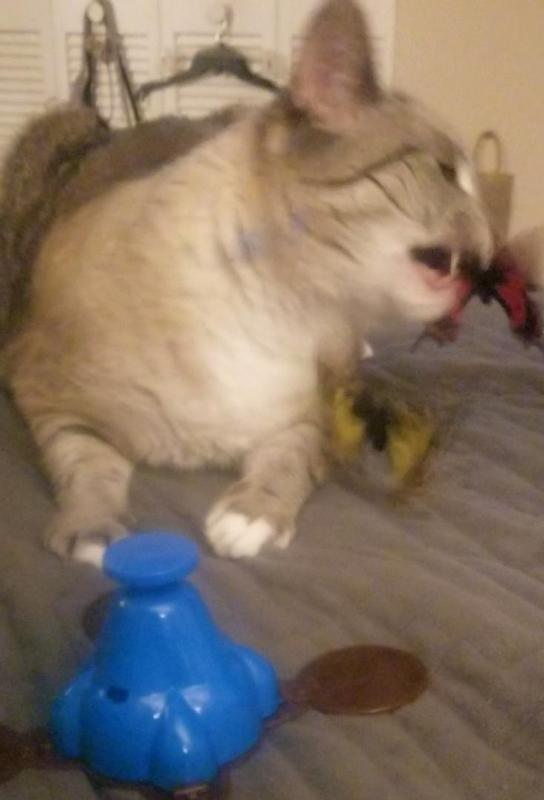 OURPETS Whirling Wiggler Spinner Interactive Cat Toy - Chewy.com