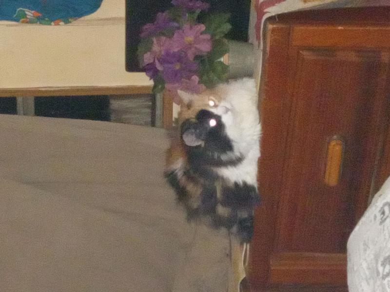 VETOQUINOL Nutri-Cal Gel High Calorie Supplement for Cats & Dogs, 4.25 ...