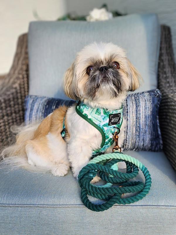 SASSY WOOF Rope Dog Leash, Hunter - Chewy.com