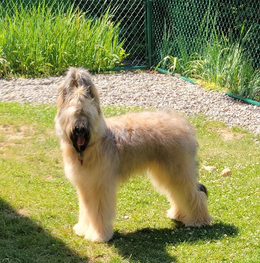 BIL-JAC Large Breed Adult Chicken Recipe Dry Dog Food, 30-lb bag ...