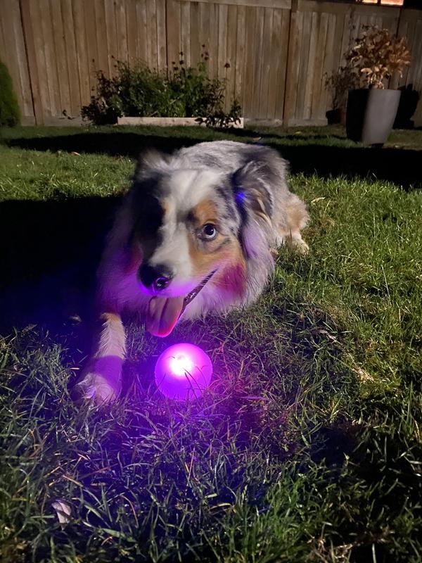 PLANET DOG Orbee-Tuff LED Strobe Ball Tough Dog Chew Toy, White - Chewy.com