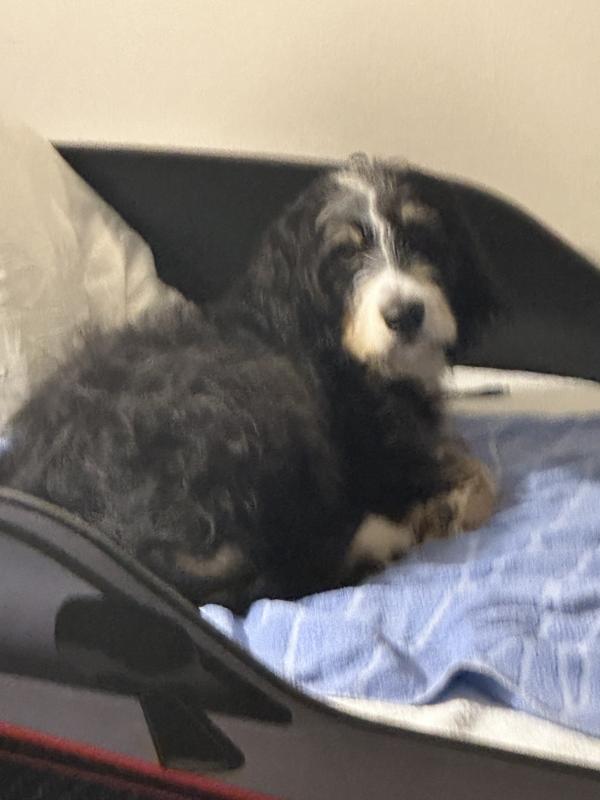 AZITHROMYCIN COMPOUNDED Capsule for Dogs & Cats, 50-mg, 1 capsule ...