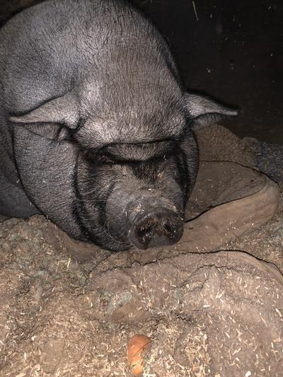 KRUSE'S PERFECTION BRAND Pellet Mini Pig Food, 50-lb bag - Chewy.com