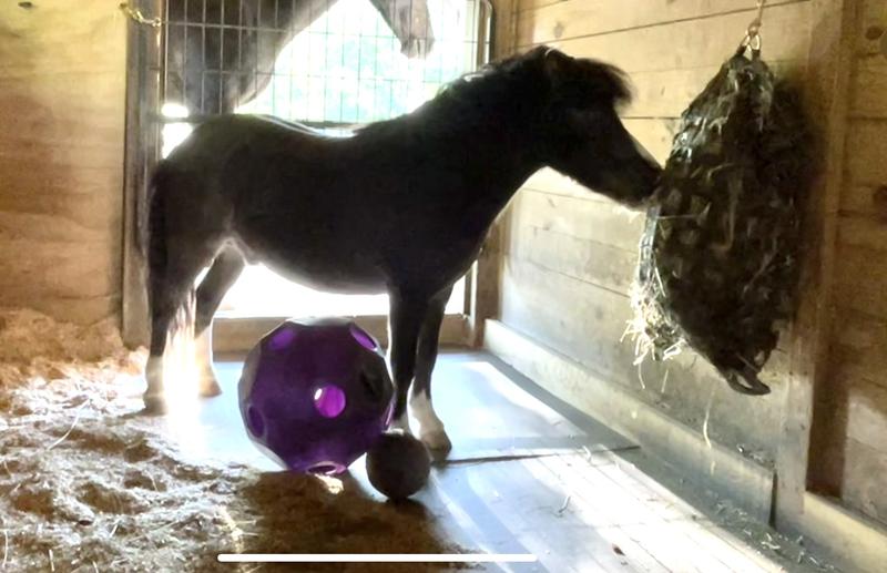 THYRO-L (levothyroxine sodium) Powder for Horses, 1-lb - Chewy.com