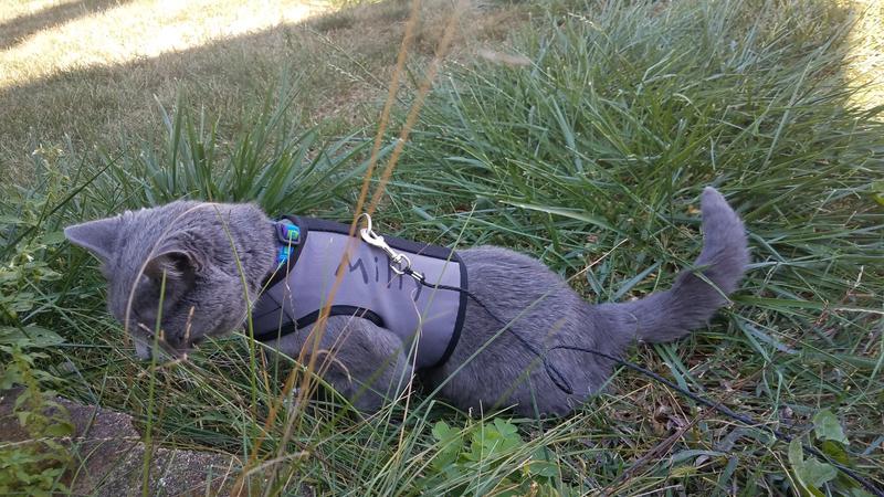 KITTY HOLSTER Cat Harness, Purple, Medium/Large - Chewy.com