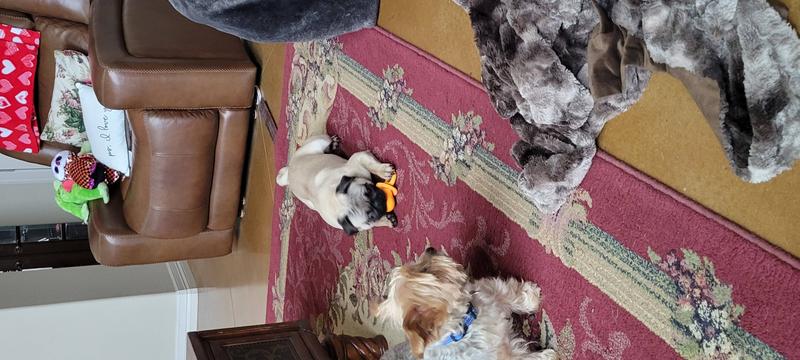 ETHICAL PET Pacifier Squeaky Puppy Chew Toy, Color Varies, 4-in - Chewy.com