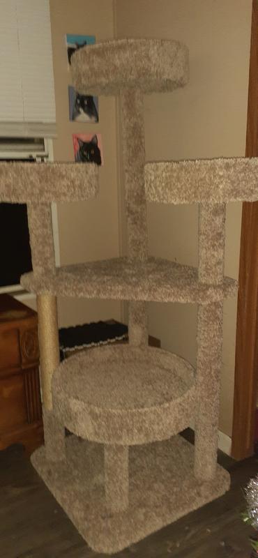 Temporarily Unavailable - FRISCO 65-in Real Carpet Scratch & Lounge Cat ...