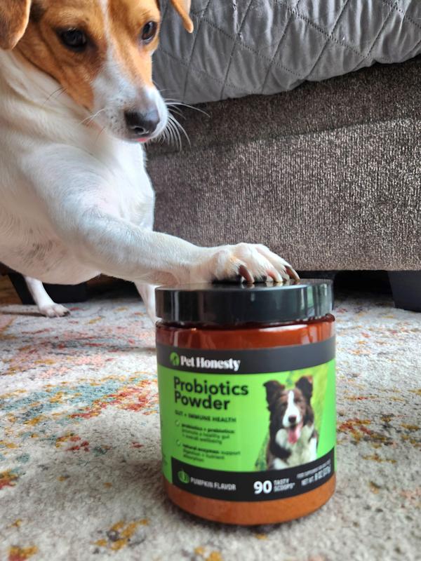PET HONESTY Probiotics GI Pumpkin Flavored Digestive Powder for Dogs ...