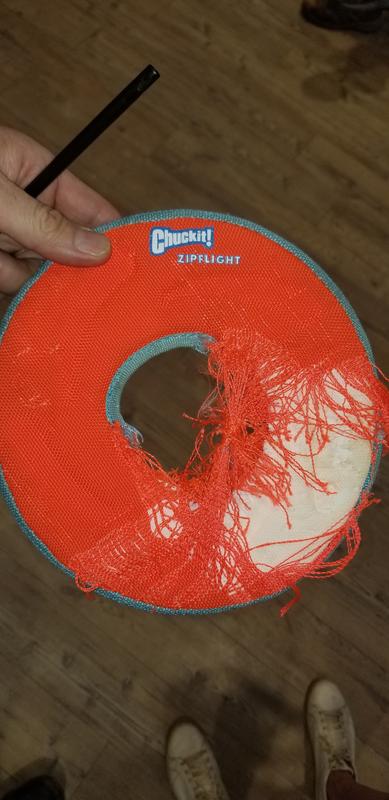 CHUCKIT! Zipflight Disc Dog Toy, Color Varies, Small - Chewy.com